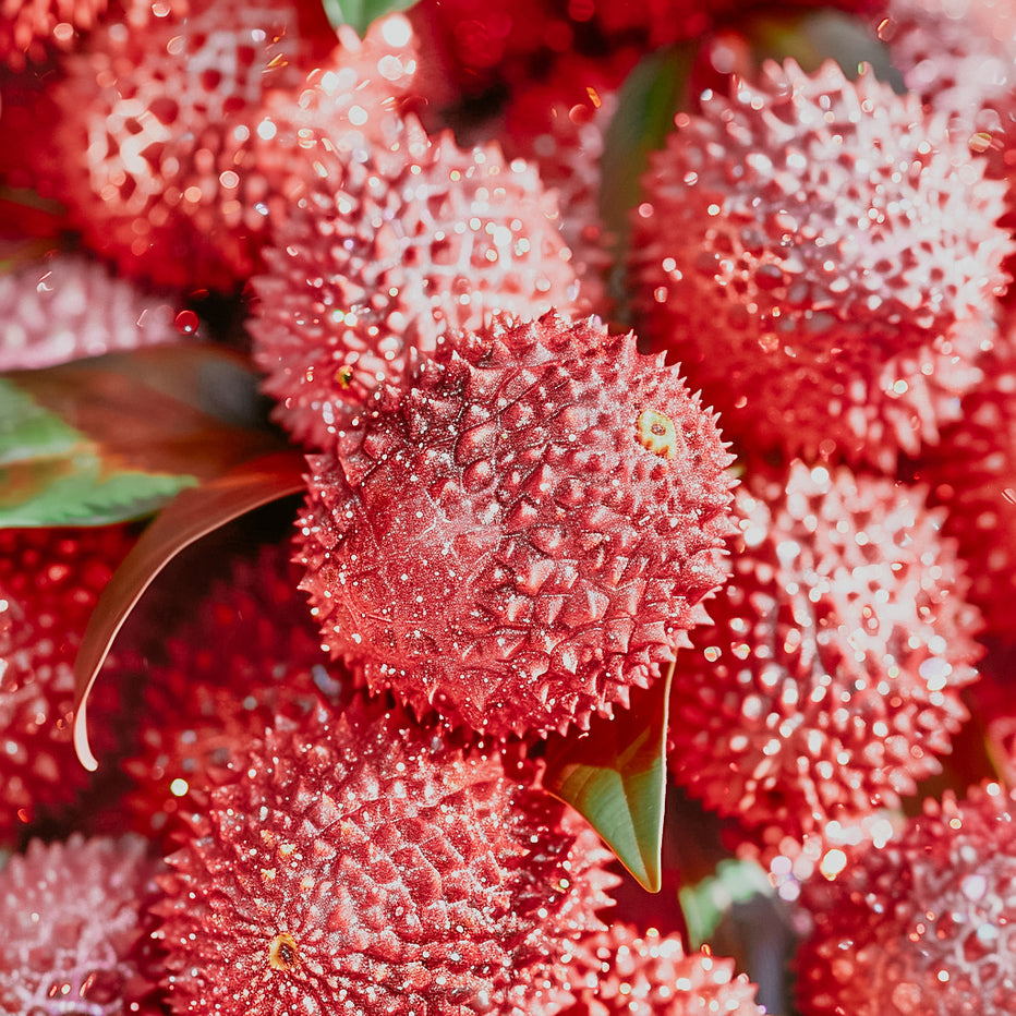 SPARKLING LYCHEE (KAYALI EDEN SPARKLING LYCHEE TYPE) | Fragrance Oil ...